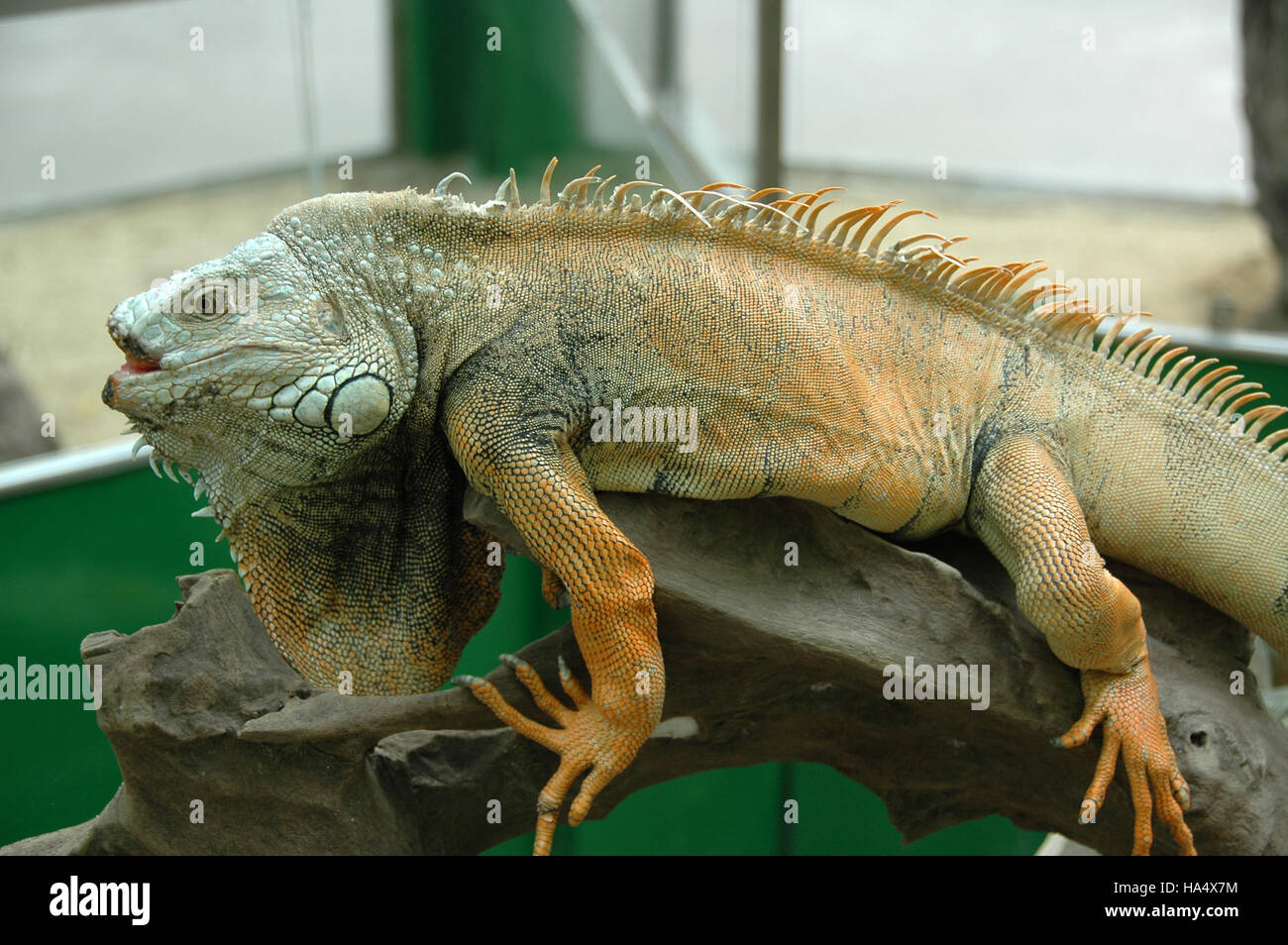 Iguana igua hi-res stock photography and images - Alamy