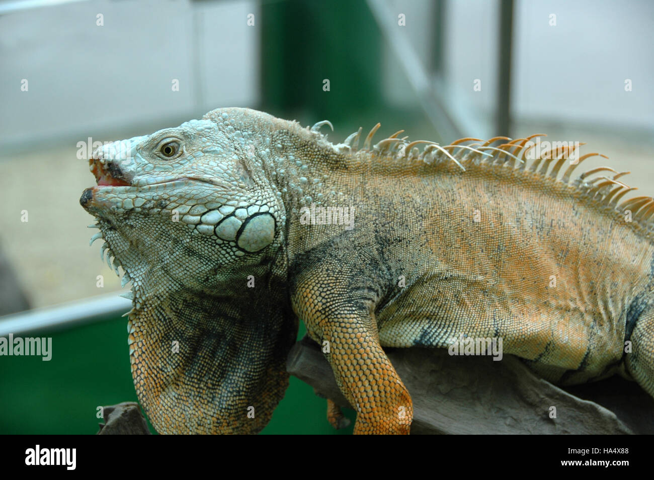 Iguana (I. igua Stock Photo - Alamy