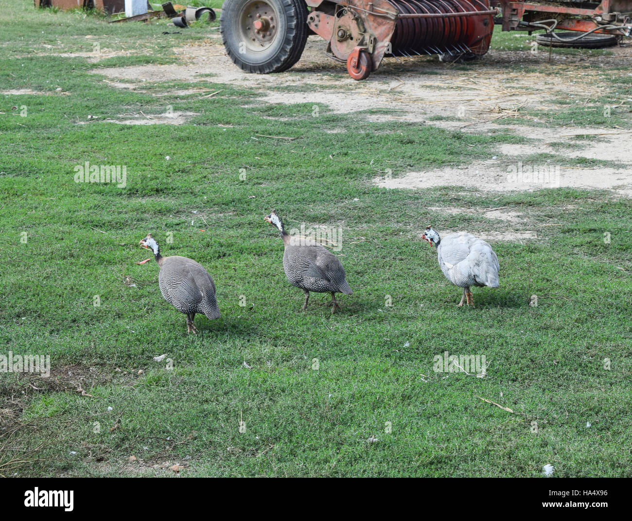 Guinea fowl on the green grass. Guinea fowl - poultry in the village ...