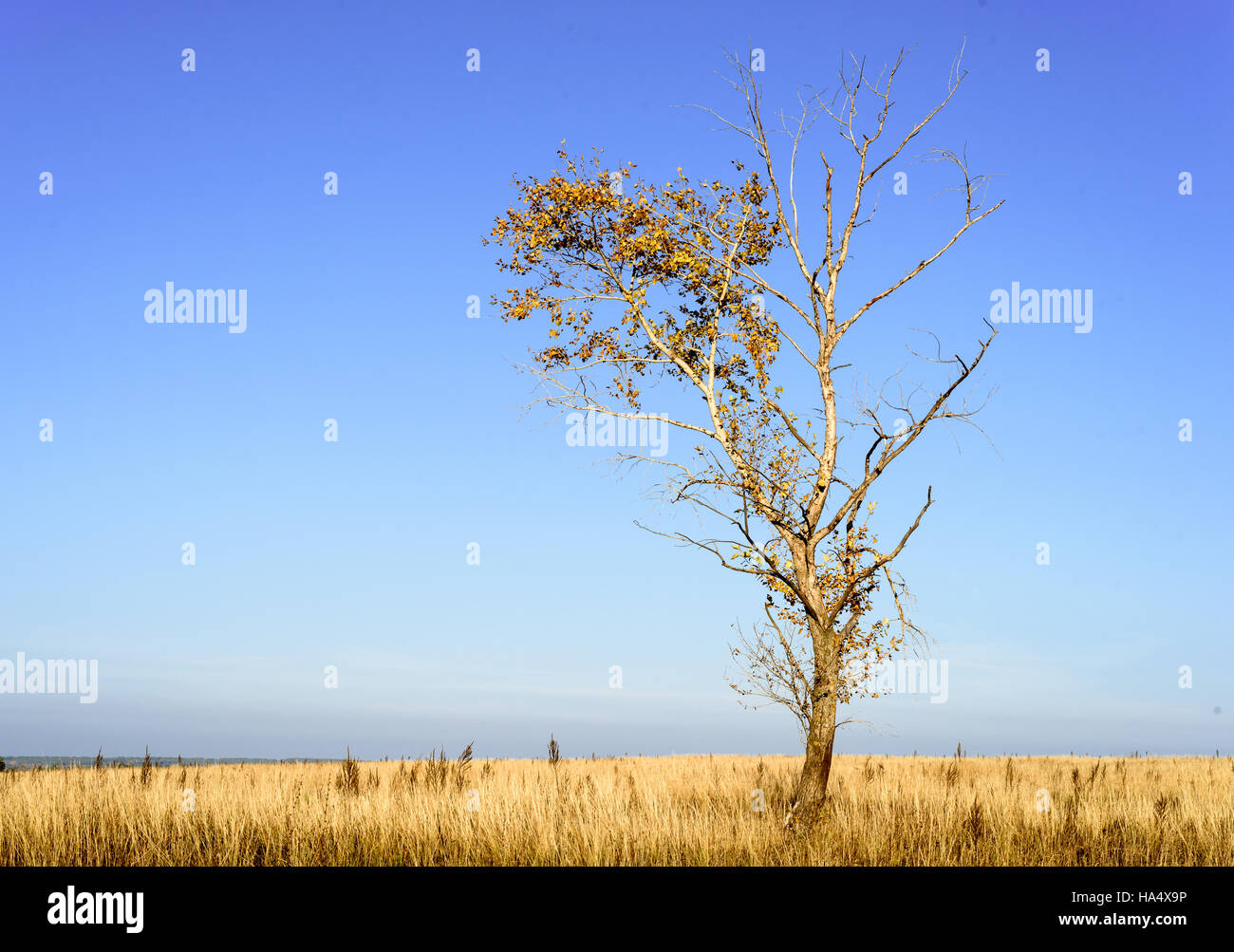 Single barren tree with few leaves set in a large outdoor scene with ...