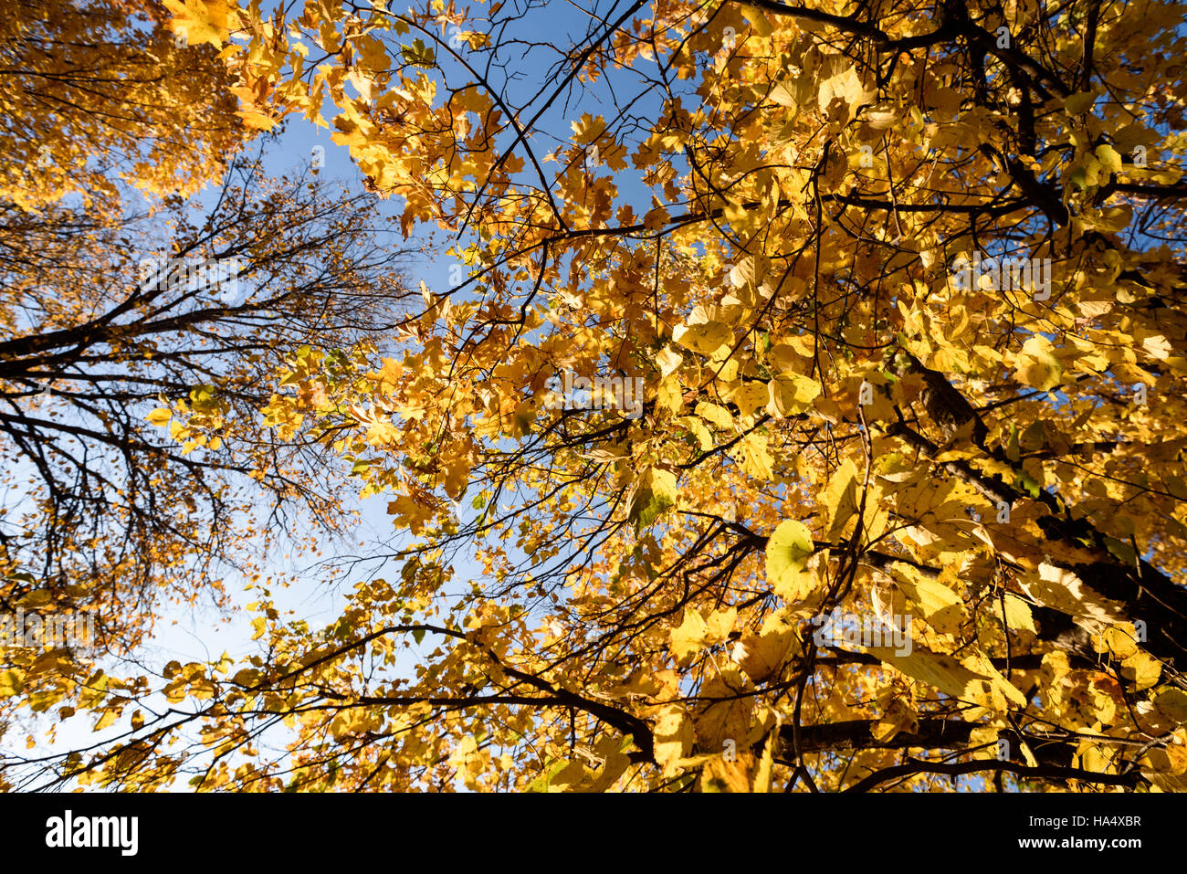 Golden yellow trees hi-res stock photography and images - Alamy