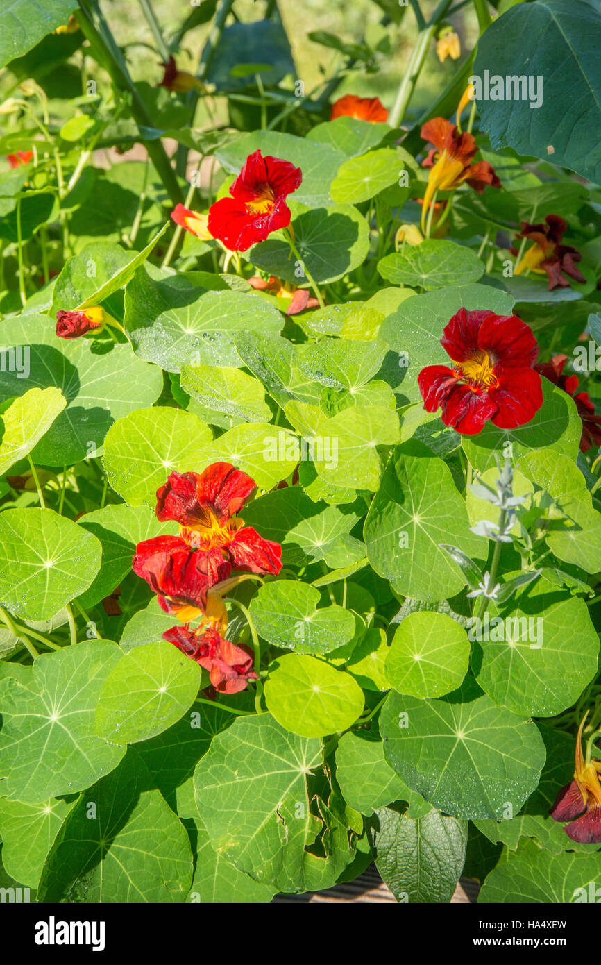 Predatory flowers hi-res stock photography and images - Alamy