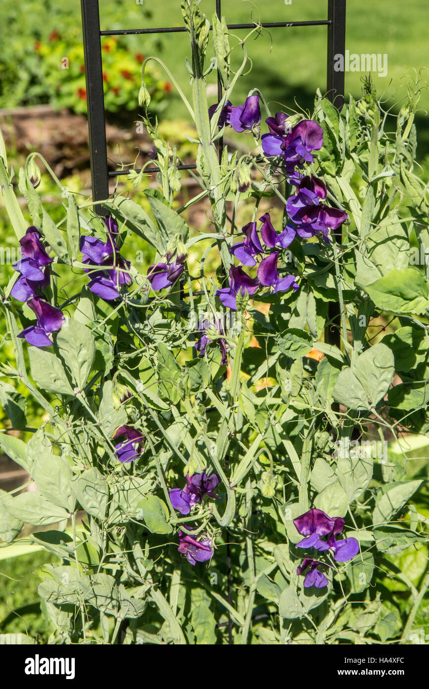 Purple sweet peas garden hi-res stock photography and images - Alamy