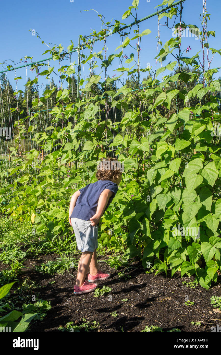 Four year old boy trying to find some green bean pods in Maple Valley ...