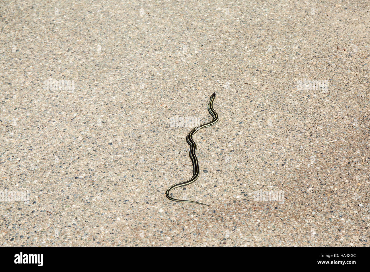 Crawling snake hi-res stock photography and images - Alamy