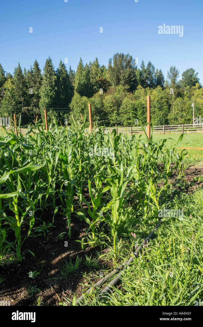 Heirloom corn hi-res stock photography and images - Alamy