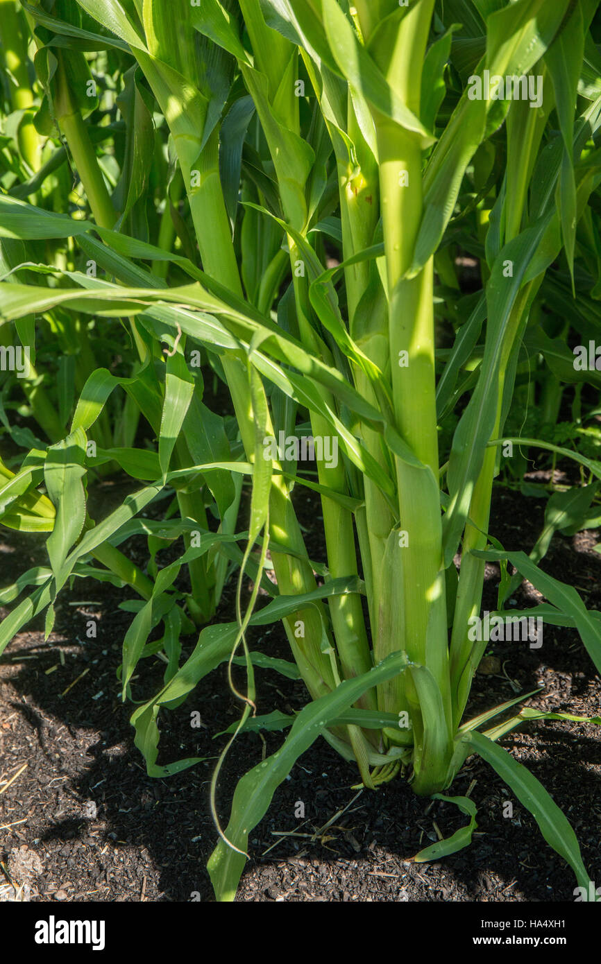 Heirloom corn hi-res stock photography and images - Alamy