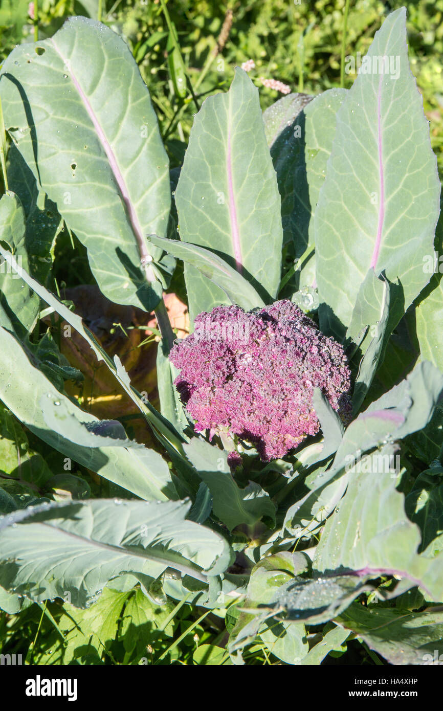 Purple Cauliflower Plant