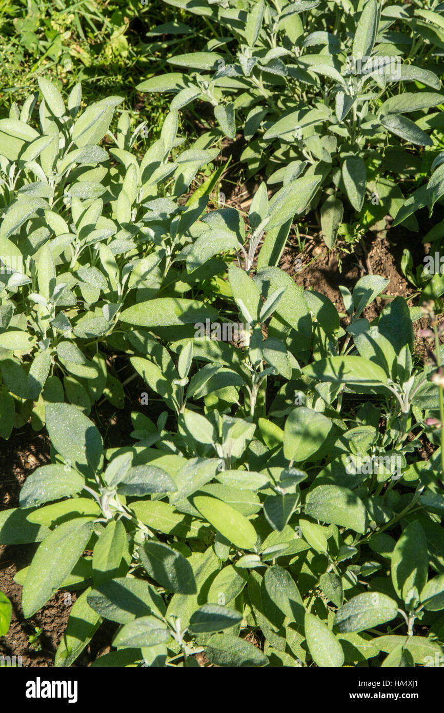 Berggarten Sage plants growing in Maple Valley, Washington, USA Stock ...