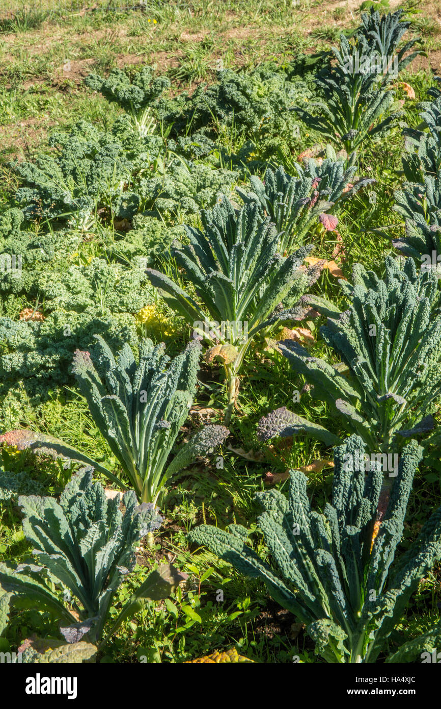 Dino kale growing in Maple Valley, Washington, USA Stock Photo - Alamy
