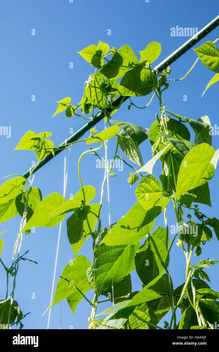 Good Mother Stallard heirloom pole green beans growing on a string ...