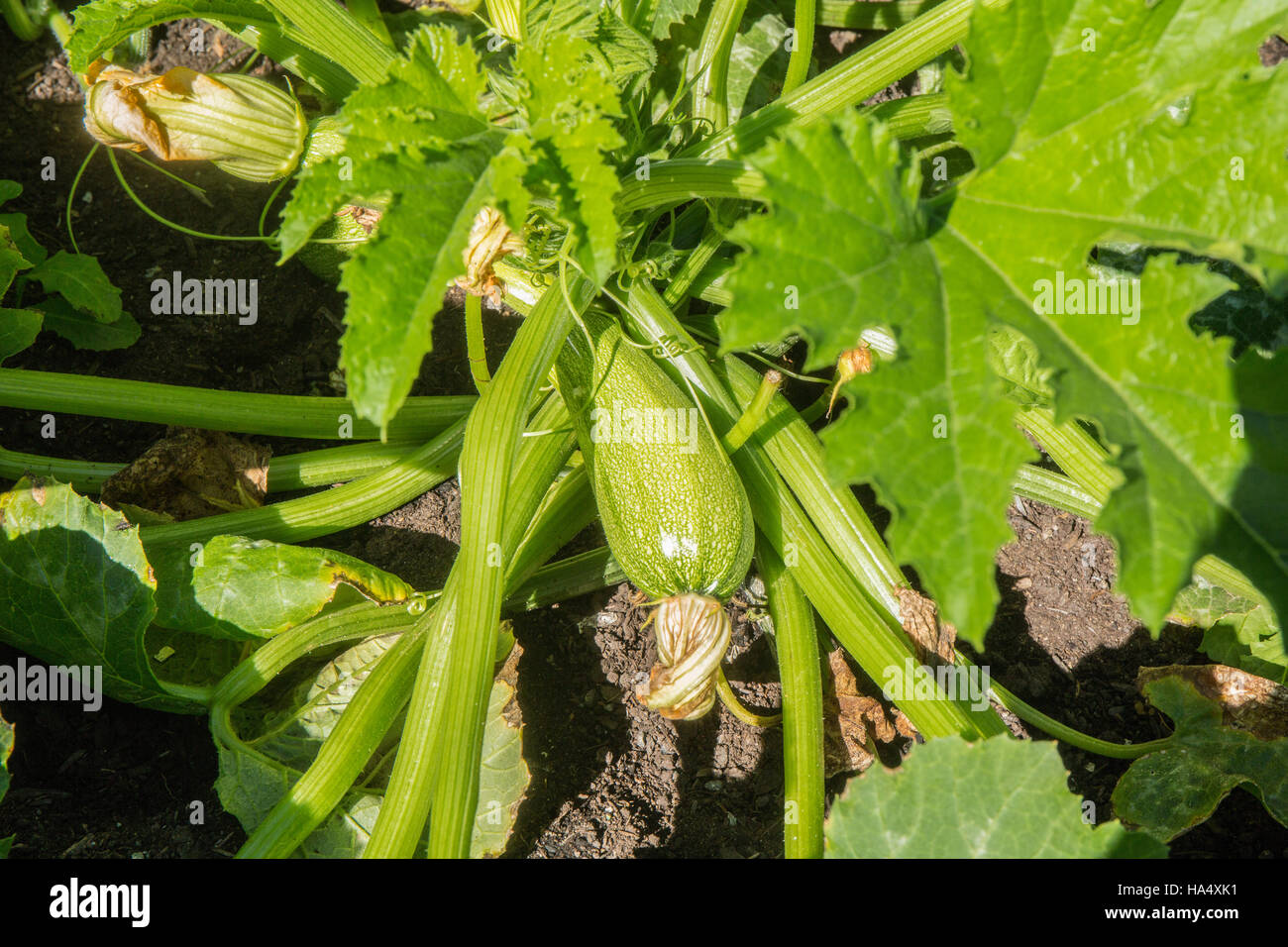 Italian heirloom zucchini hi-res stock photography and images - Alamy