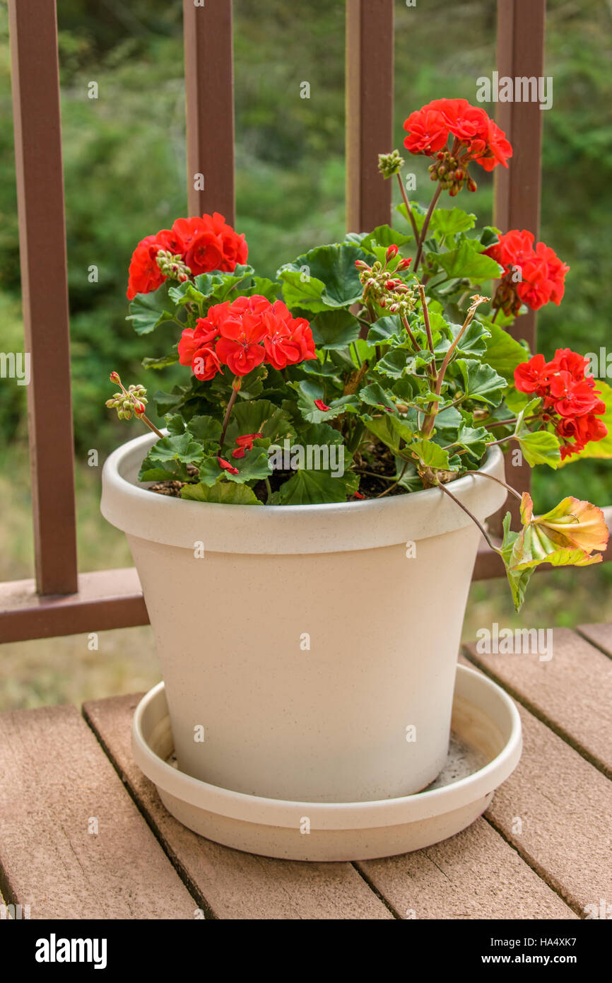 Potted red geraniums sitting on a wooden deck in San Juan Islands ...