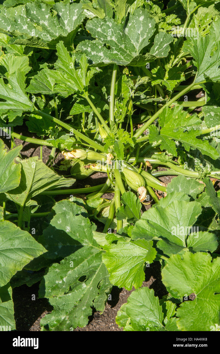 Farm zucchini hi-res stock photography and images - Alamy
