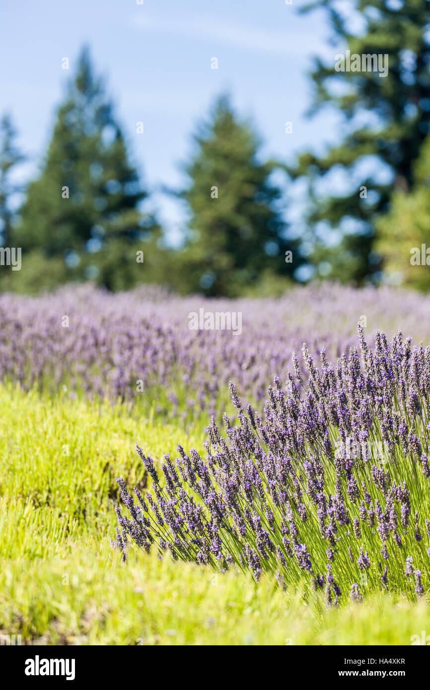 Pelindaba Lavender Farm on San Juan Island, Washington, USA Stock Photo ...