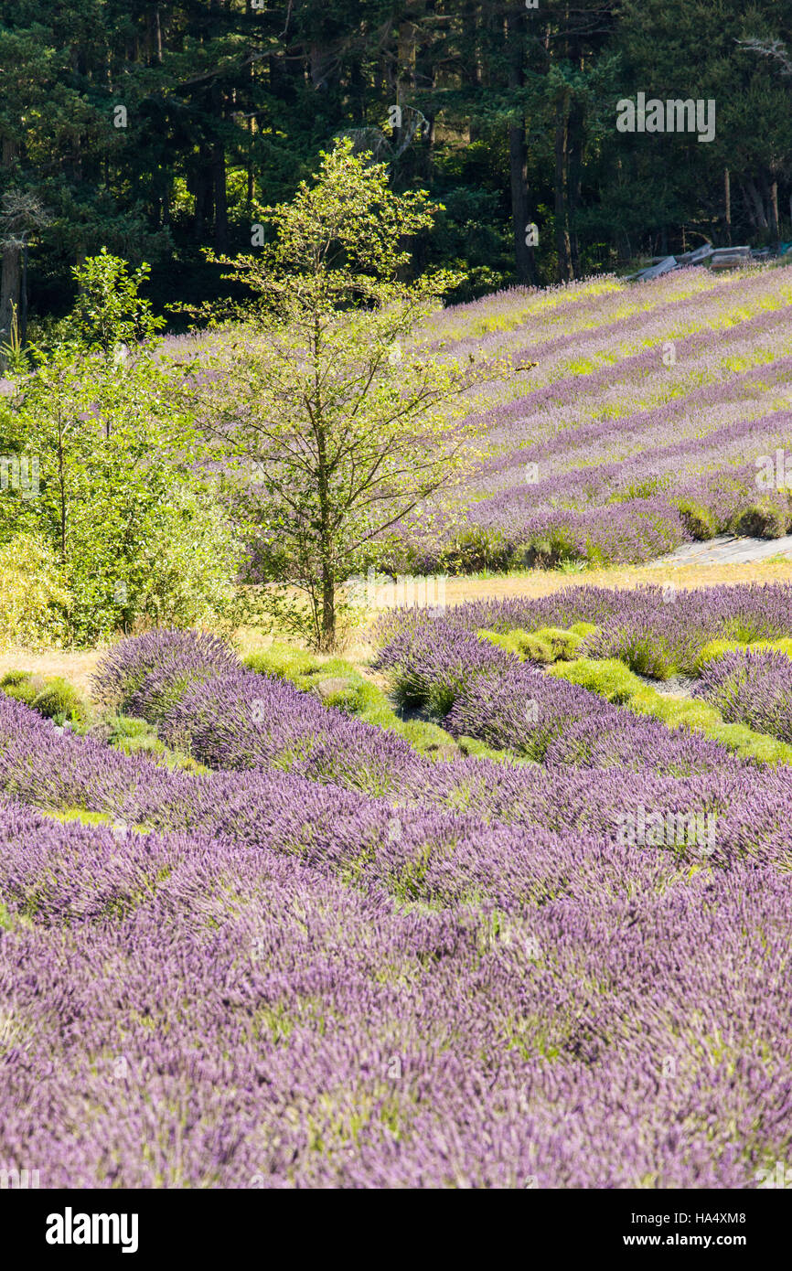 Pelindaba Lavender Farm on San Juan Island, Washington, USA Stock Photo ...