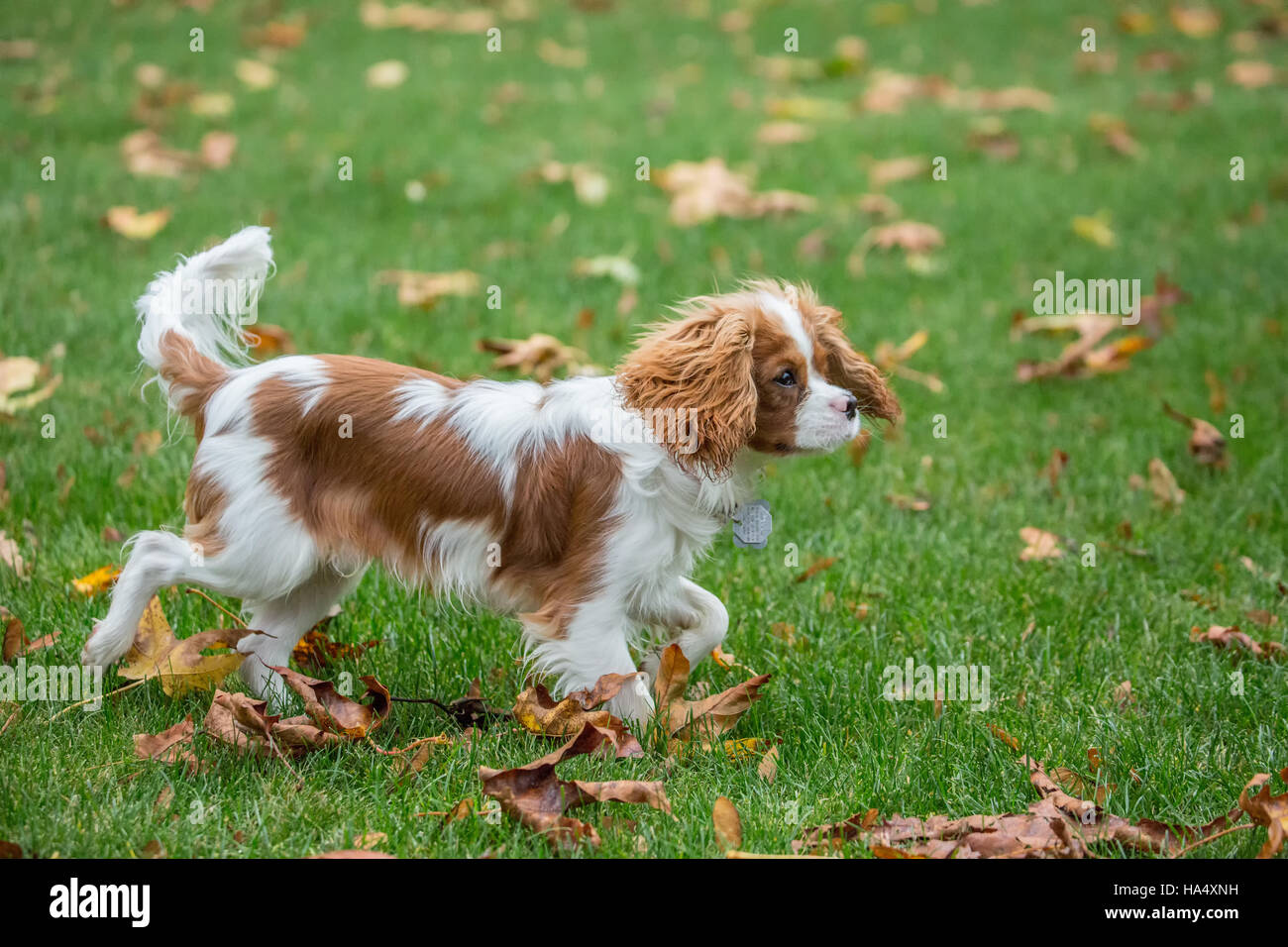 Walking dog king charles cavalier hi-res stock photography and images ...