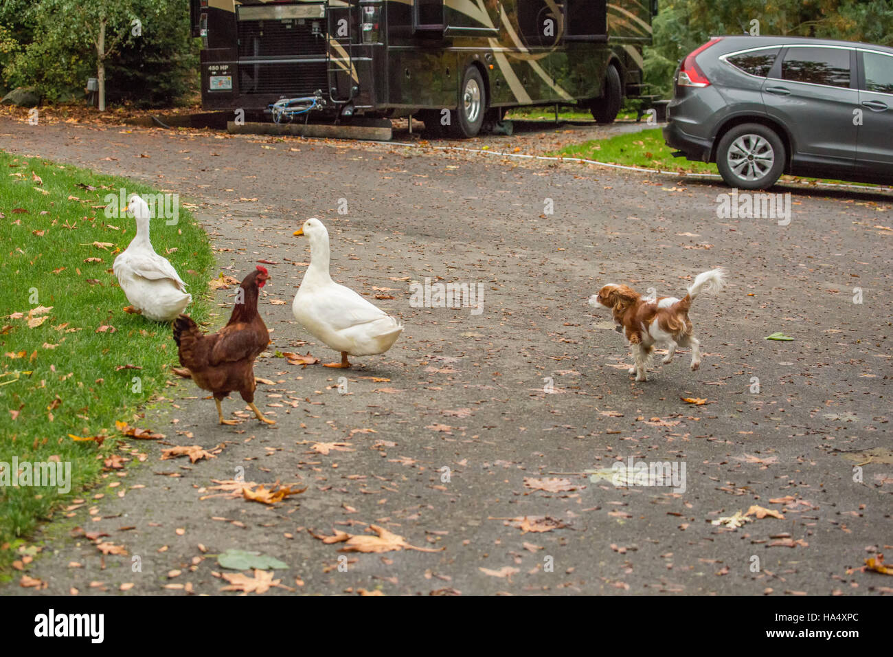 Six month old Cavalier King Charles Spaniel puppy chasing free-ranging ...