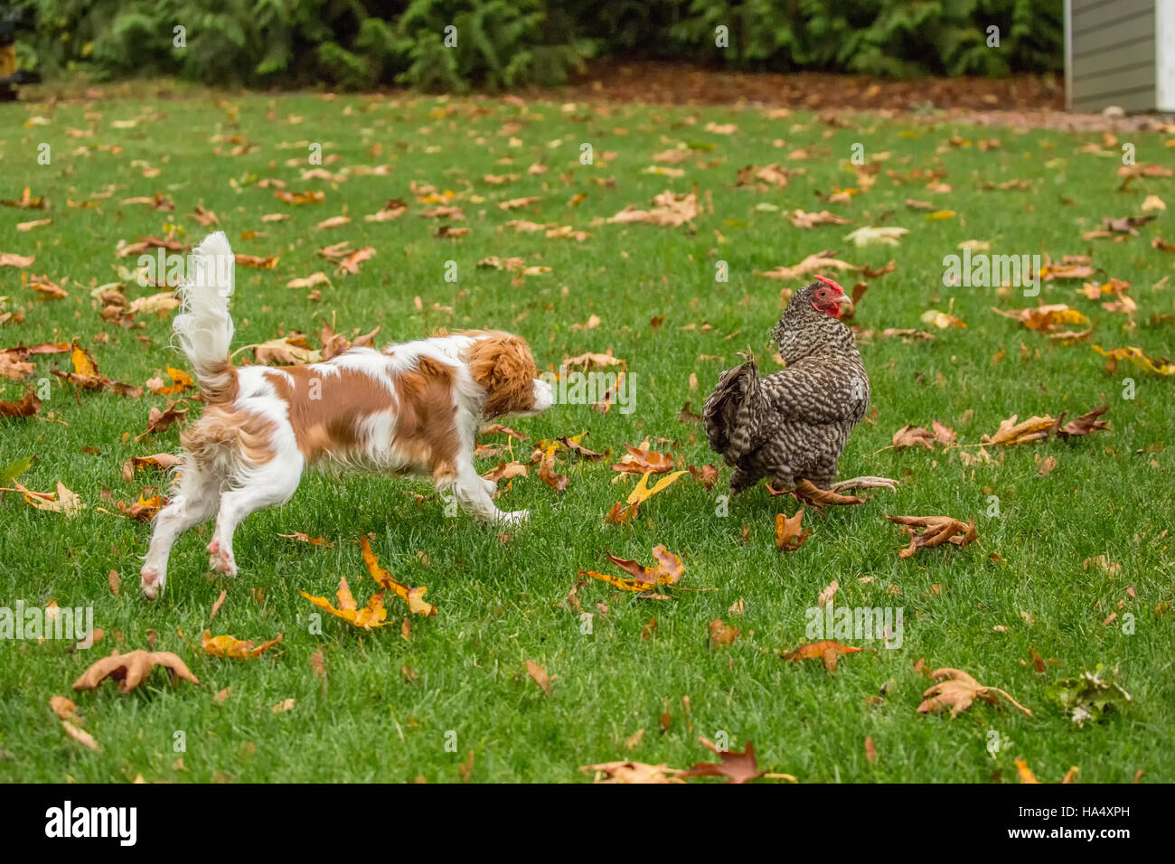 Six month old Cavalier King Charles Spaniel puppy trying to catch a ...