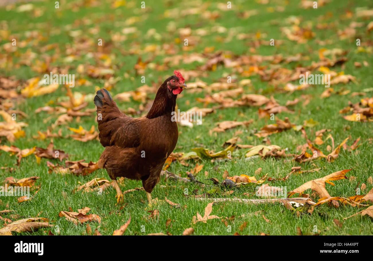 Free-ranging Rhode Island Red hen in Issaquah, Washington, USA Stock ...
