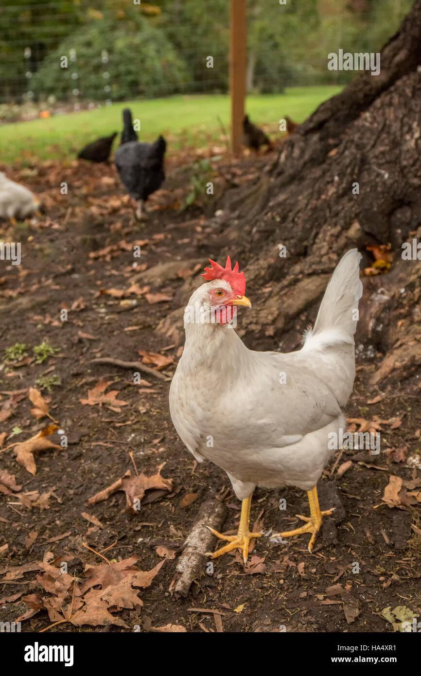 White Leghorn Pullets