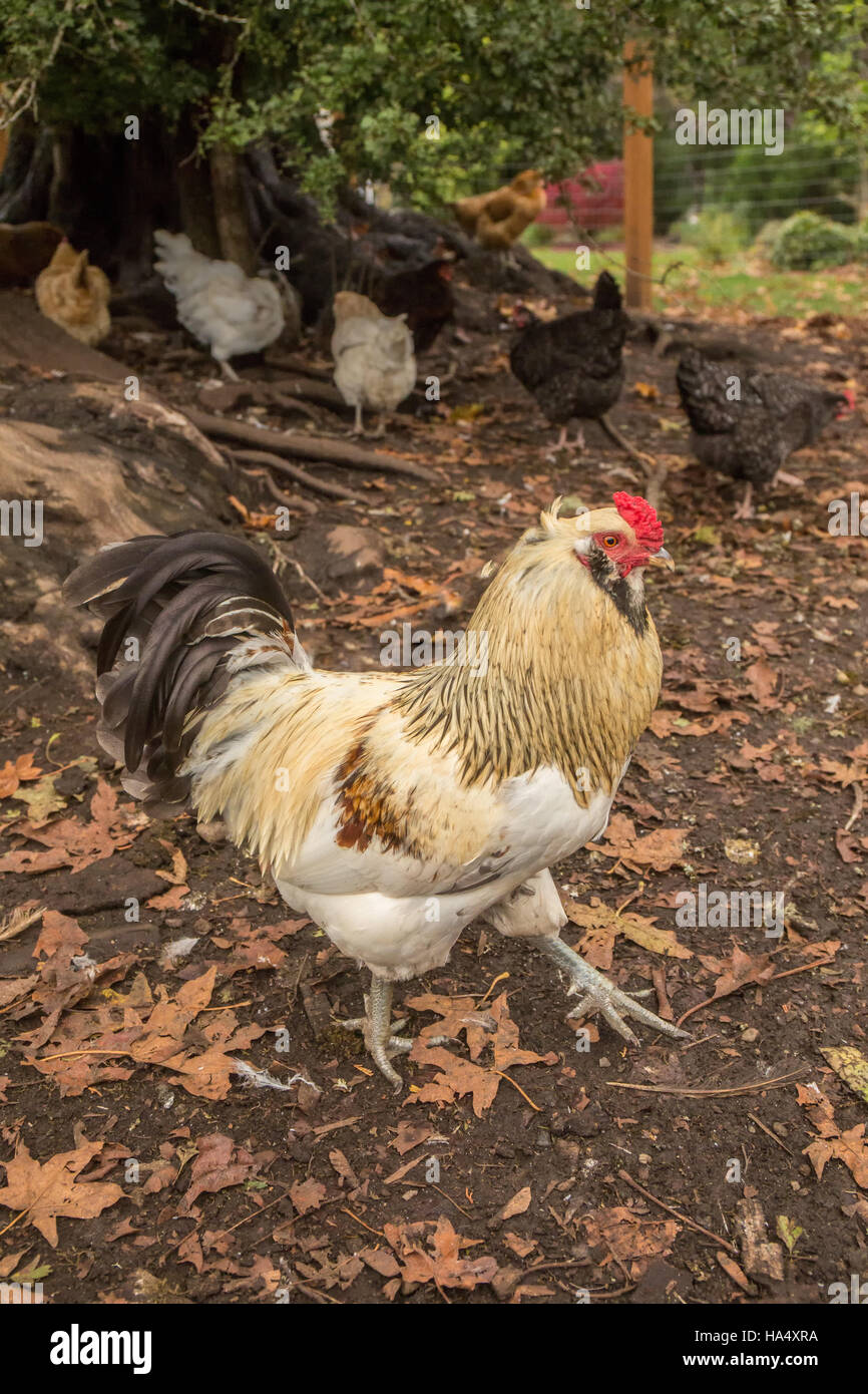 Free-ranging Americauna rooster in Issaquah, Washington, USA Stock ...