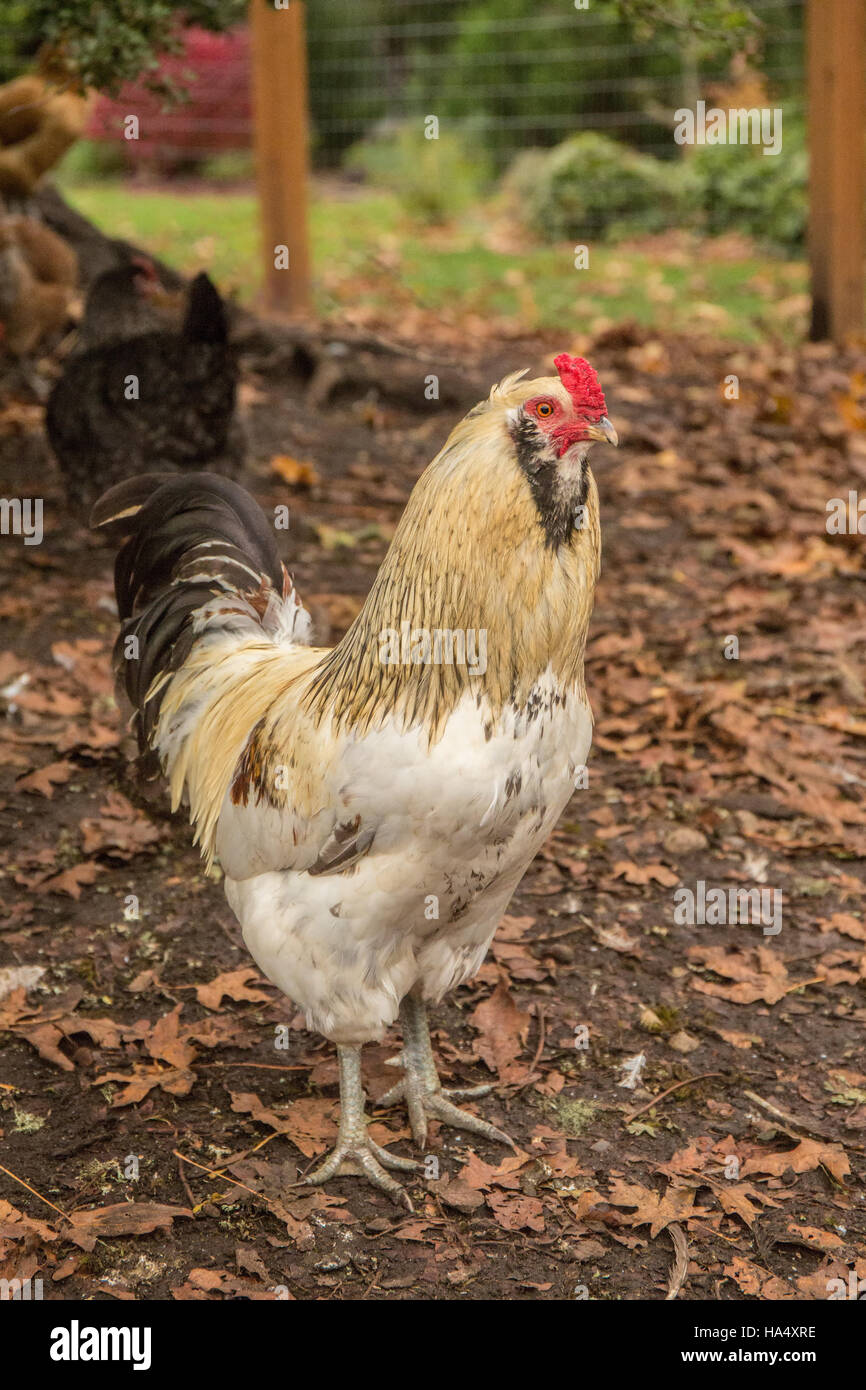 Rooster with chickens hi-res stock photography and images - Alamy