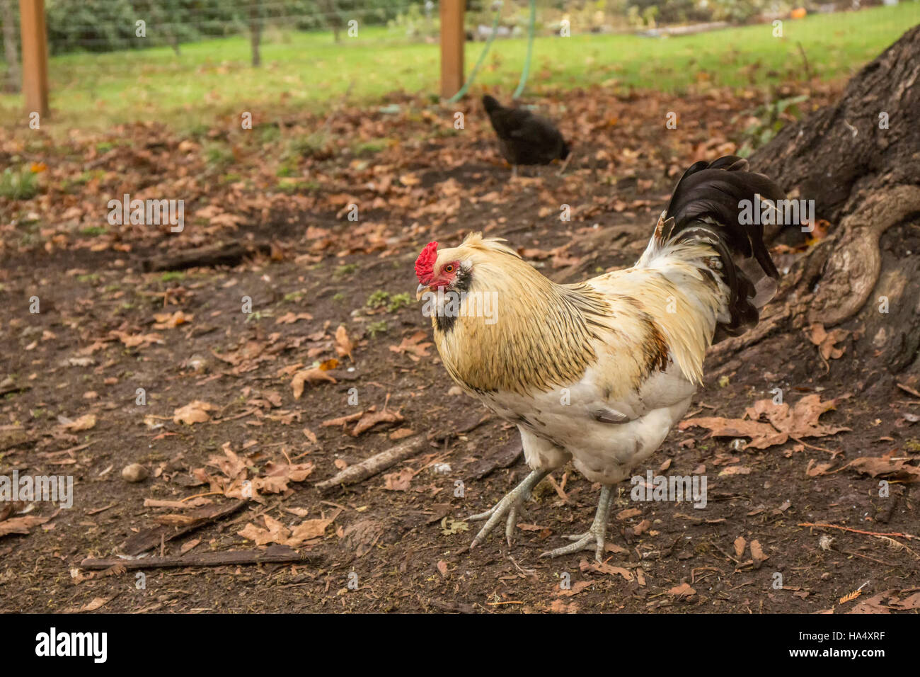 Rooster High Resolution Stock Photography and Images - Alamy