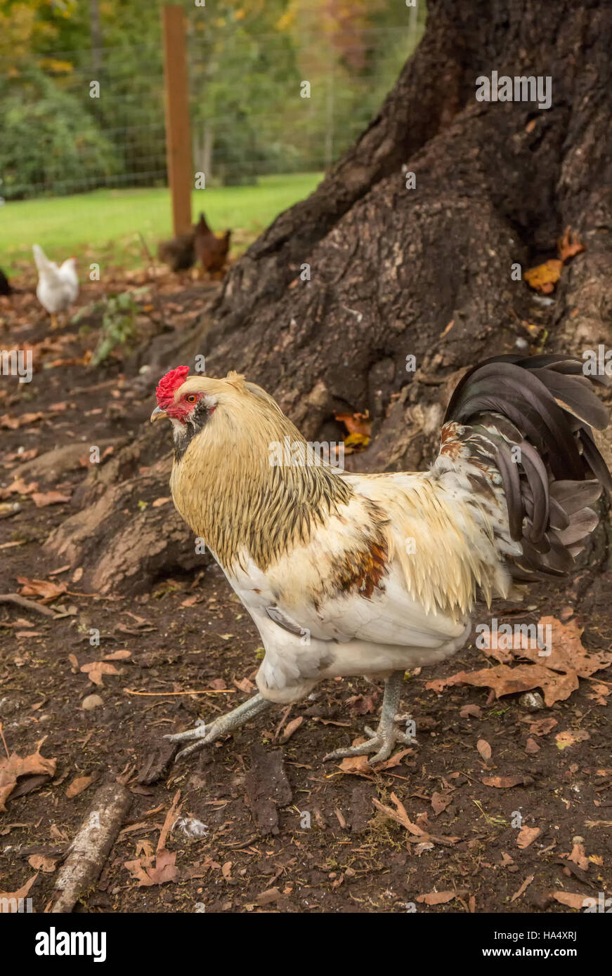 Rooster High Resolution Stock Photography and Images - Alamy