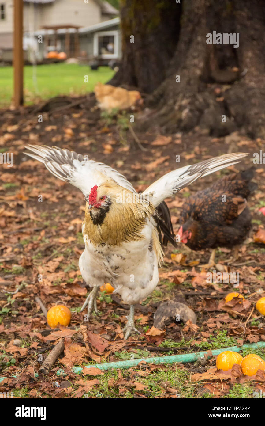 Free-ranging Amercauna rooster with wings out, about to mate in ...