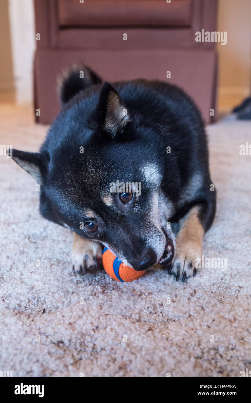 Three year old Shiba Inu dog, Kimi, playing with a ball inside in ...