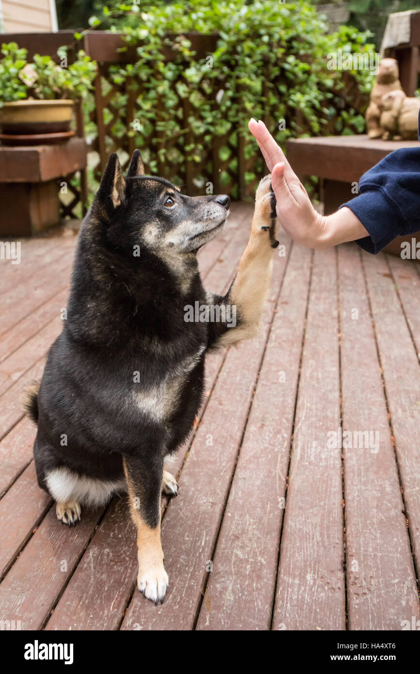Three year old Shiba Inu dog, Kimi, demonstrating a "high five" command ...
