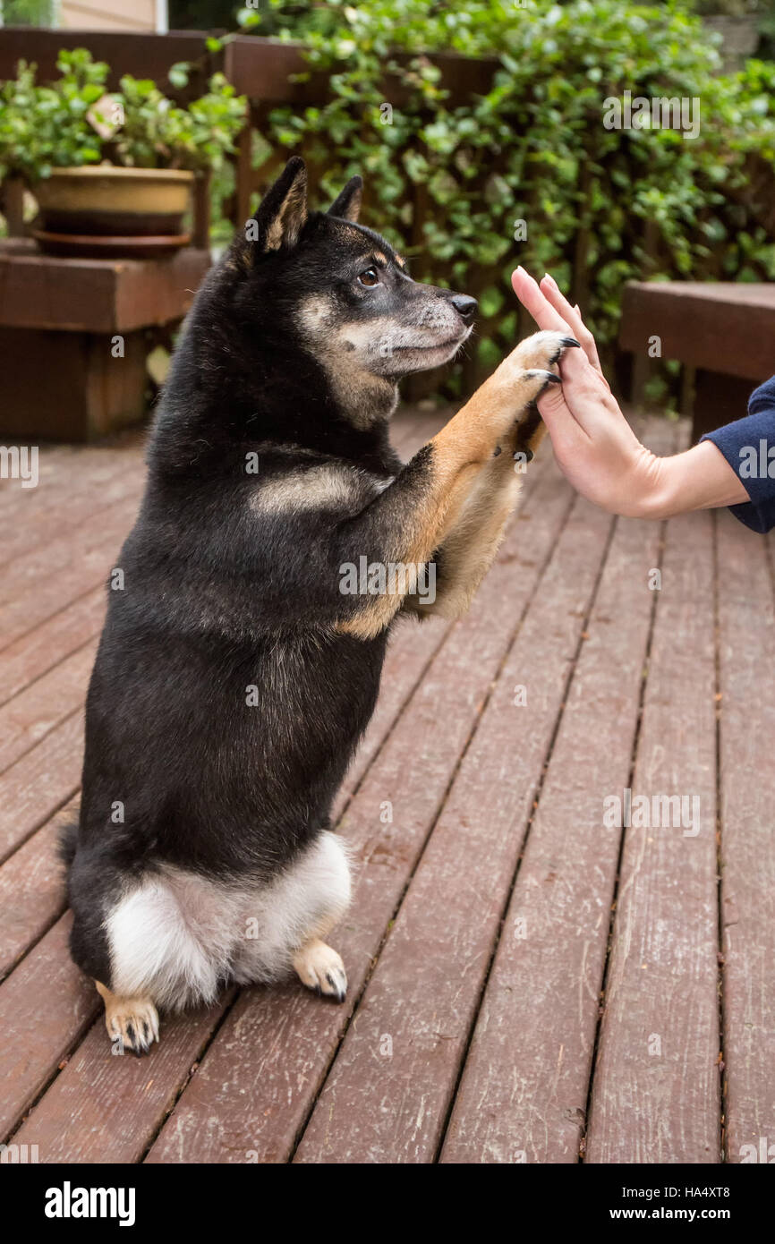 Three year old Shiba Inu dog, Kimi, demonstrating a "high five" command ...