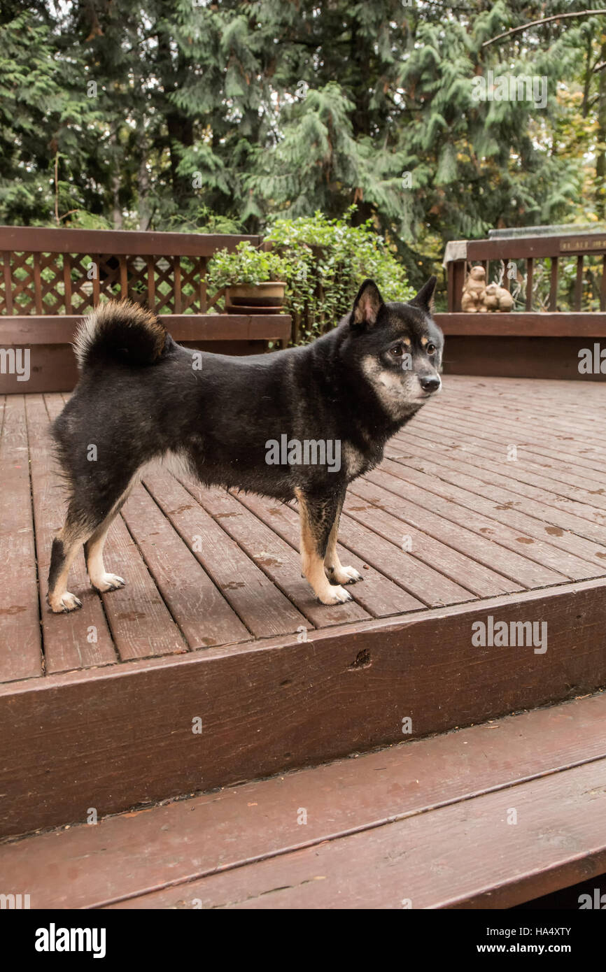 Portrait of three year old Shiba Inu dog, Kimi, posing on a wooden deck ...
