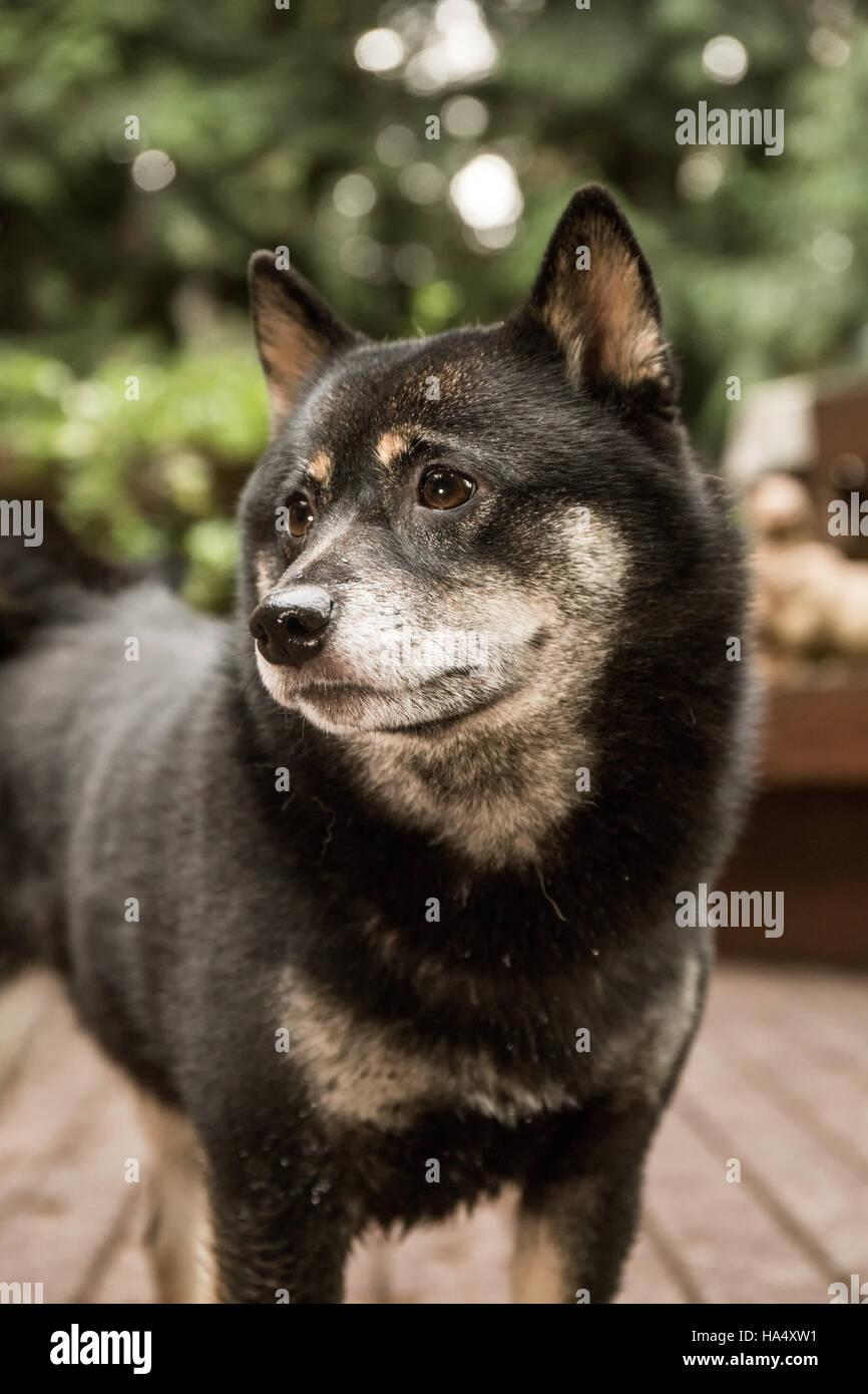Portrait of three year old Shiba Inu dog, Kimi, posing on a wooden deck ...