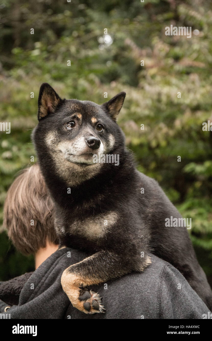 Three year old Shiba Inu dog, Kimi, being carried over the shoulder by ...