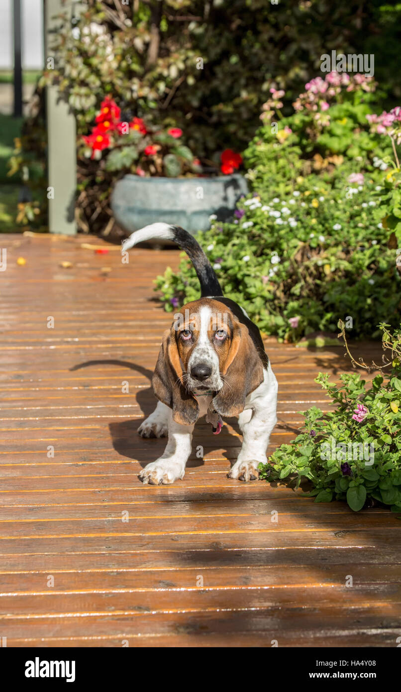 Three month old Basset puppy "Emma Mae" posing by some Autumn blooming ...