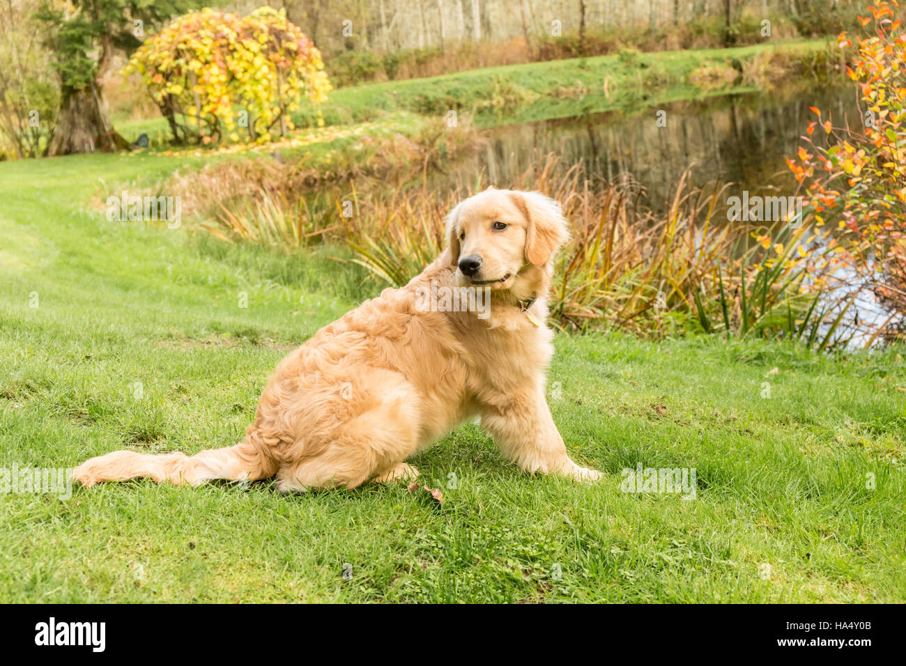 Golden Retriever 4 Mois