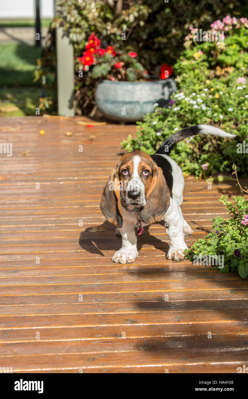 Three month old Basset puppy "Emma Mae" posing by some Autumn blooming ...