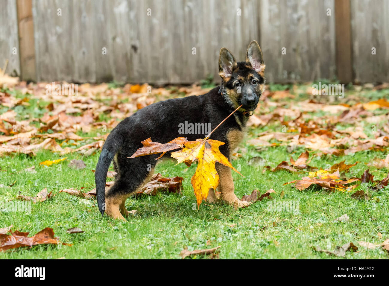 Three month old German Shepherd, Greta, holding a Big Leaf Maple leaf ...