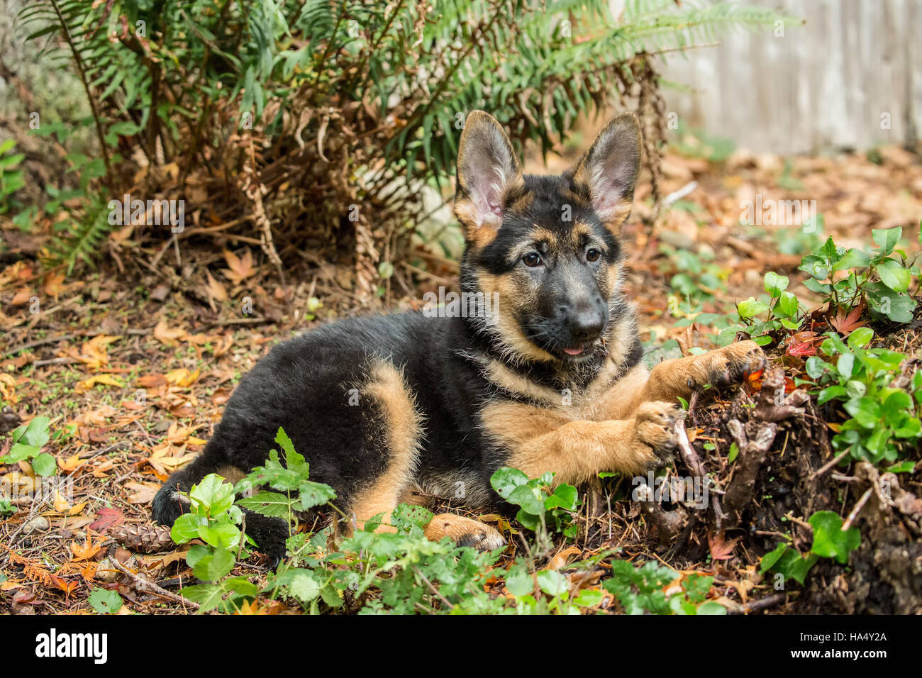 Three month old German Shepherd, Greta, reclining next to a stump in ...