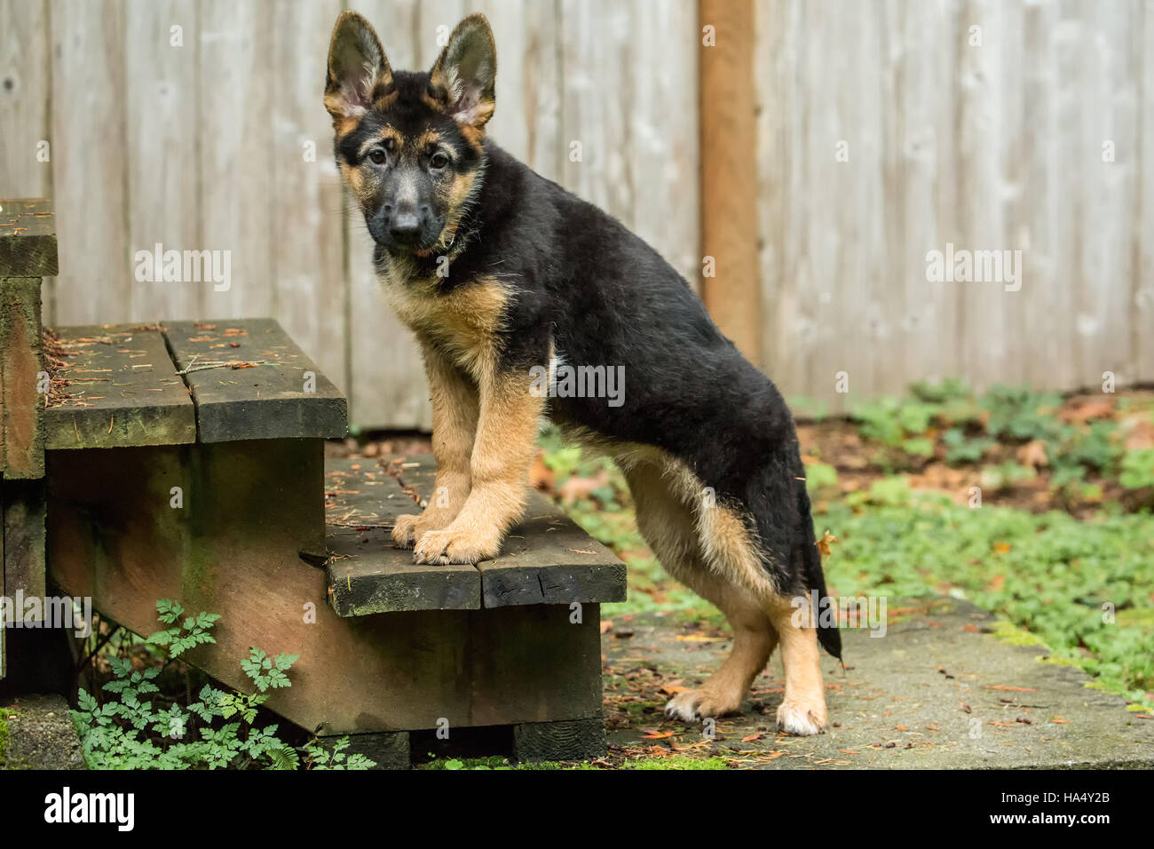 Three month old German Shepherd Greta posing as she walks up the steps to a shed in Issaquah Washington USA Stock Photo Alamy