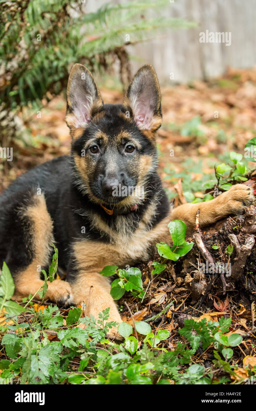 Three month old German Shepherd, Greta, reclining next to a stump in ...
