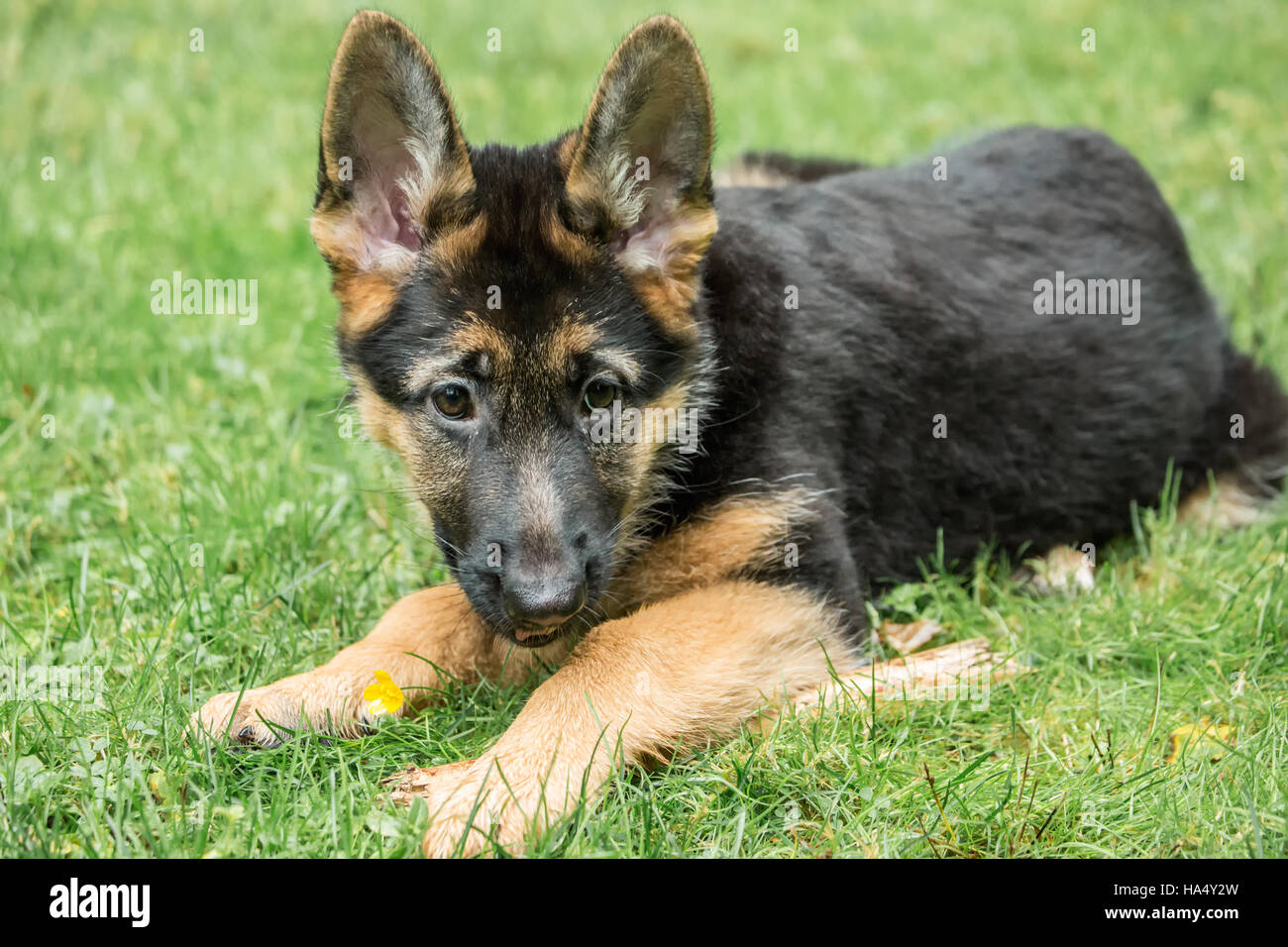 Three attentive dogs hi-res stock photography and images - Alamy