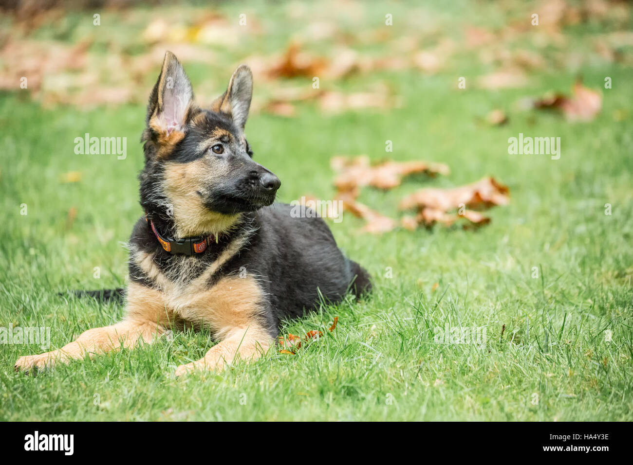 Three month old German Shepherd, Greta, reclining in her yard after a ...