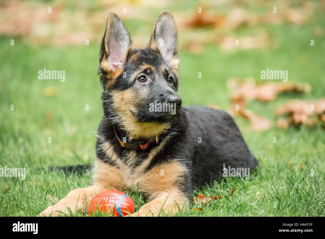 Three month old German Shepherd, Greta, reclining in her yard after a ...