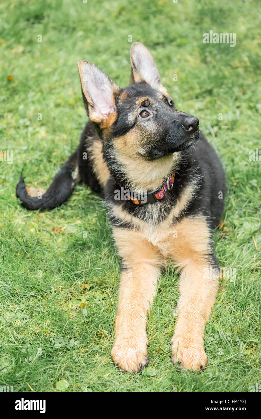 Three month old German Shepherd, Greta, reclining in her yard after a ...