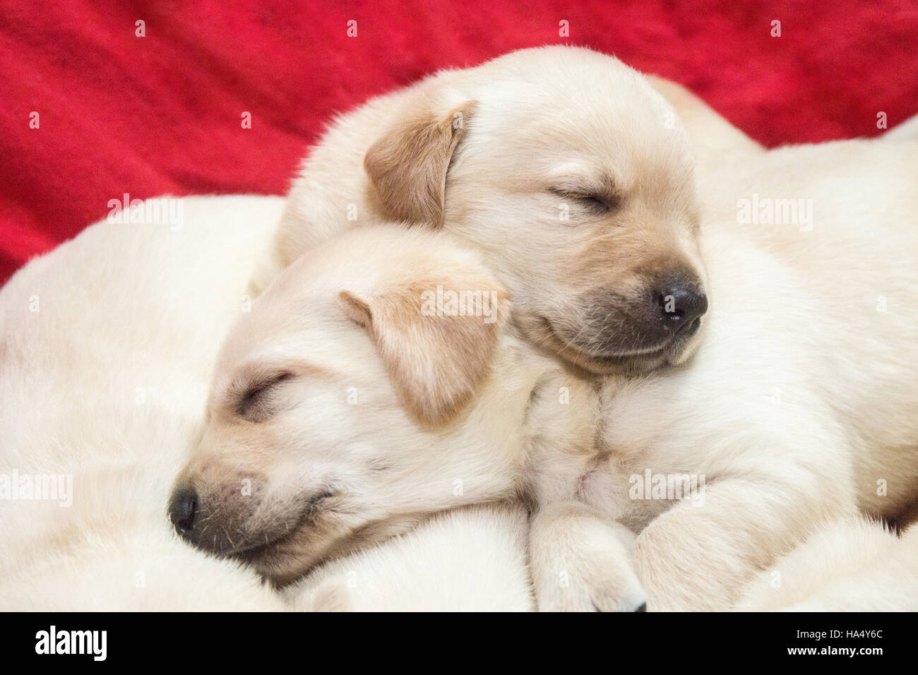 Yellow lab puppies hi-res stock photography and images - Alamy