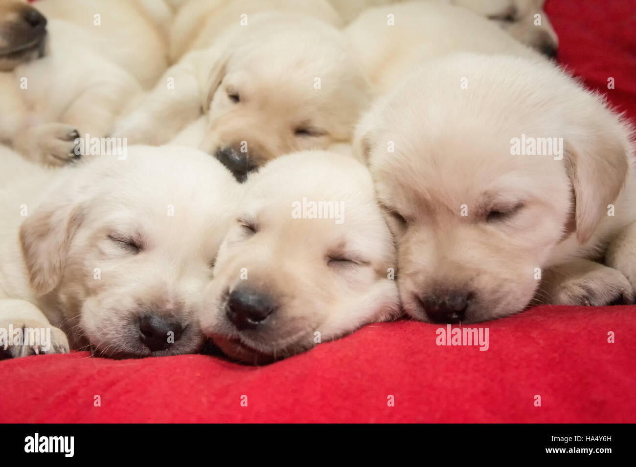 One month old Yellow Lab puppies in Issaquah, Washington, USA Stock ...