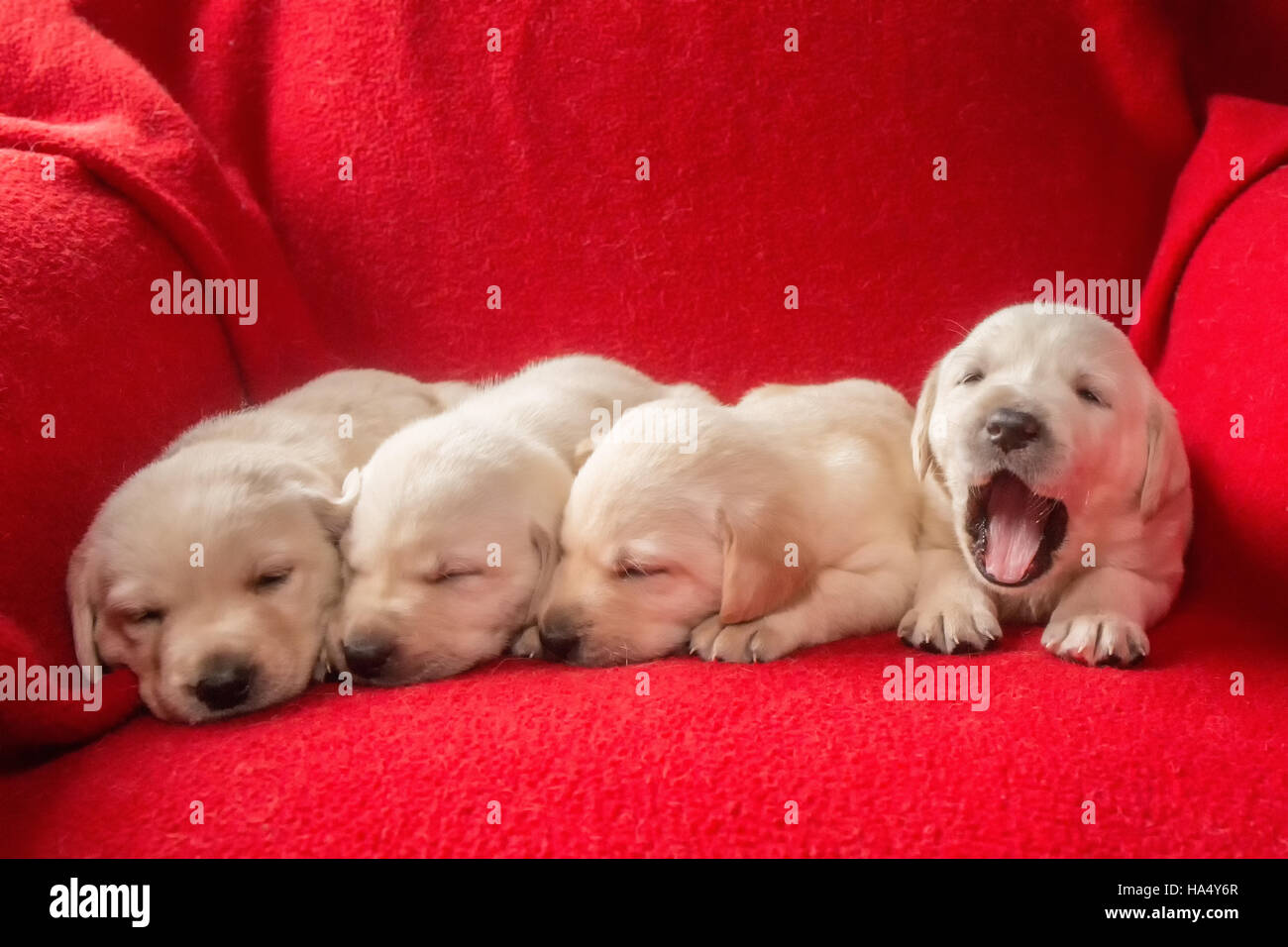 One month old Yellow Lab puppies in Issaquah, Washington, USA Stock ...